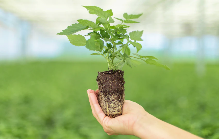 Modernizing Nourse Farms’ Ecommerce Experience with Shopify